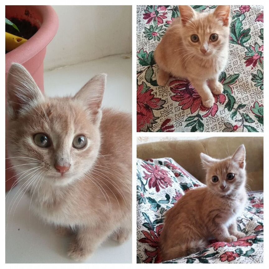 Рыжий котенок мальчик