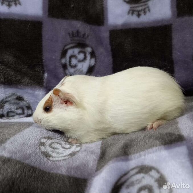 Морская свинка девочка
