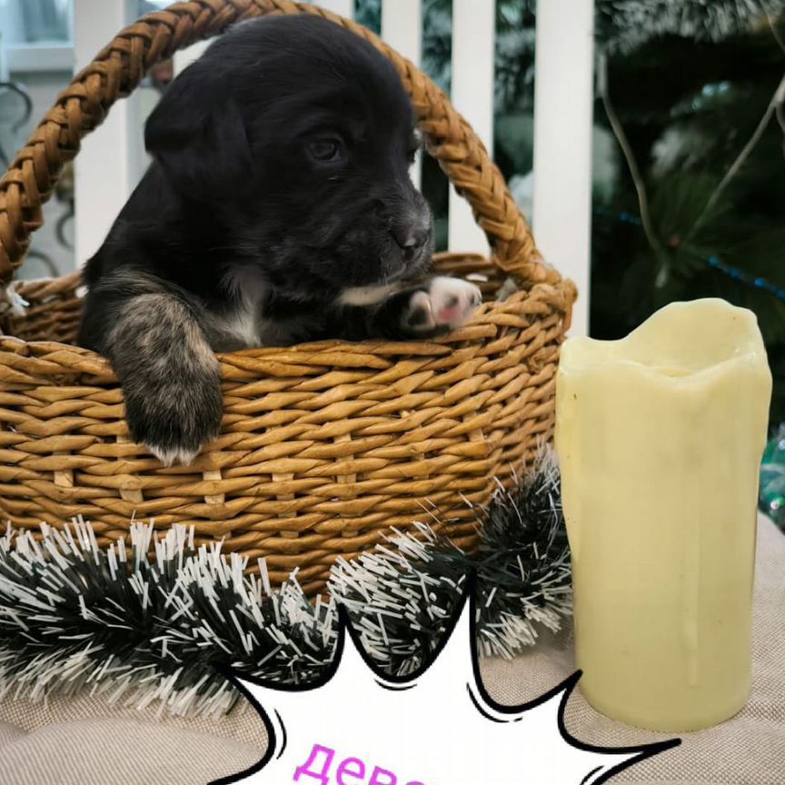 Щенок в добрые руки