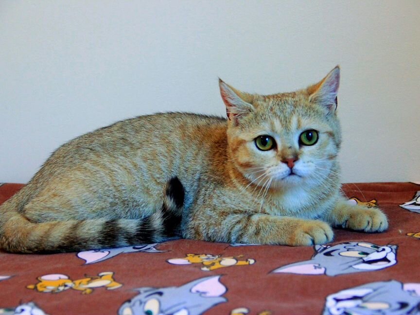 Катя - золотистая пятнистая кошка