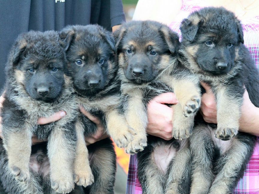Щенки вео -восточно-европейских крупных овчарок