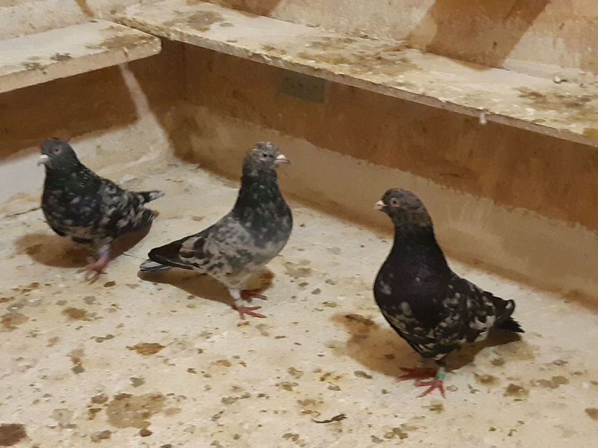 Бойные голуби