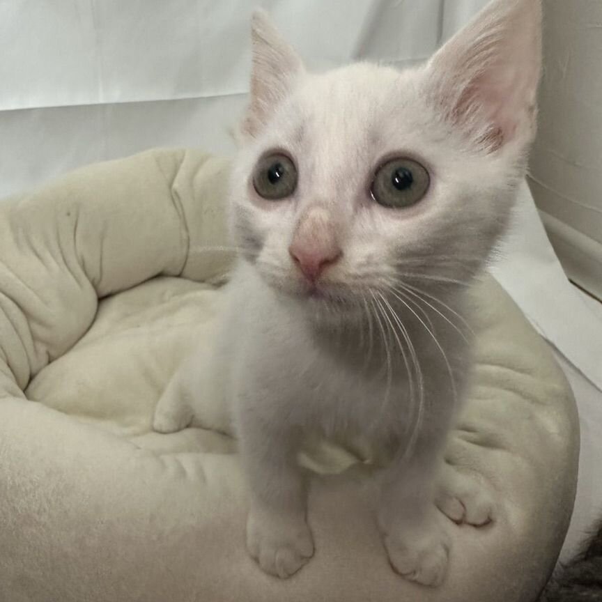 Смешной котенок ищет дом