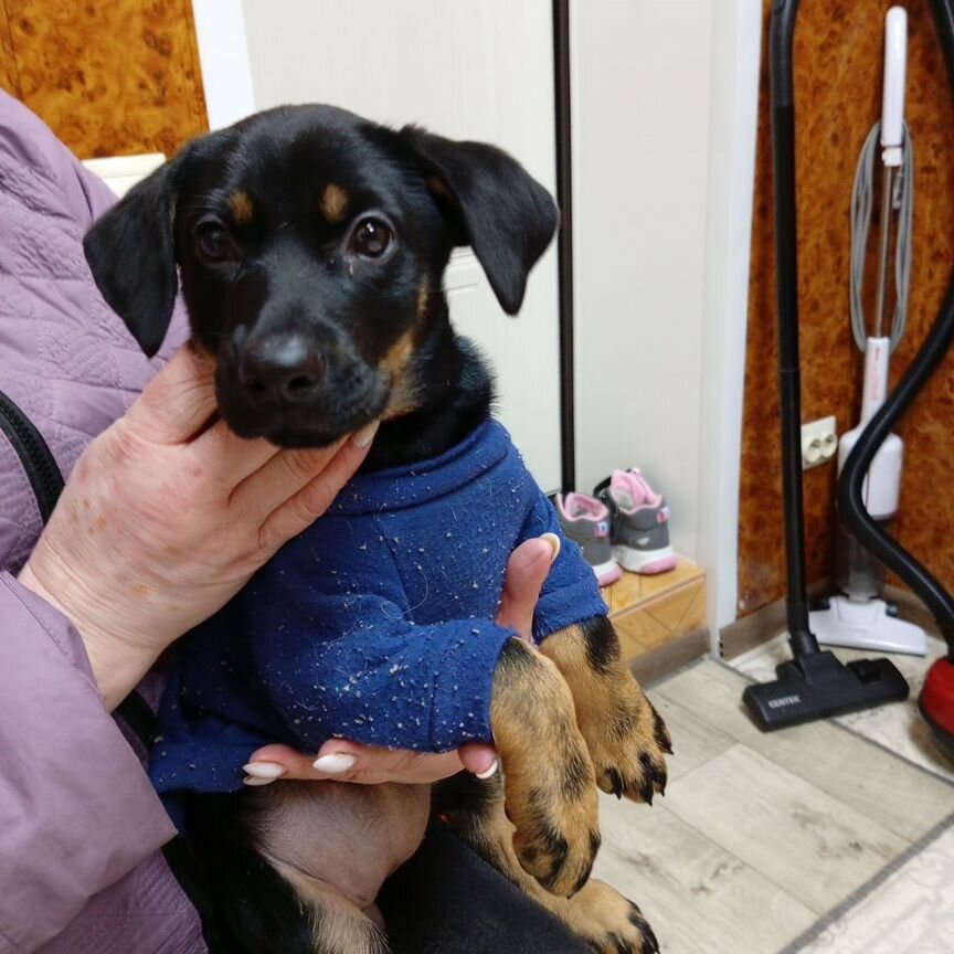 Доберман в добрые руки