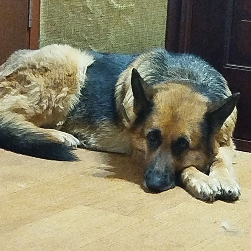 Немецкая овчарка, взрослая собака