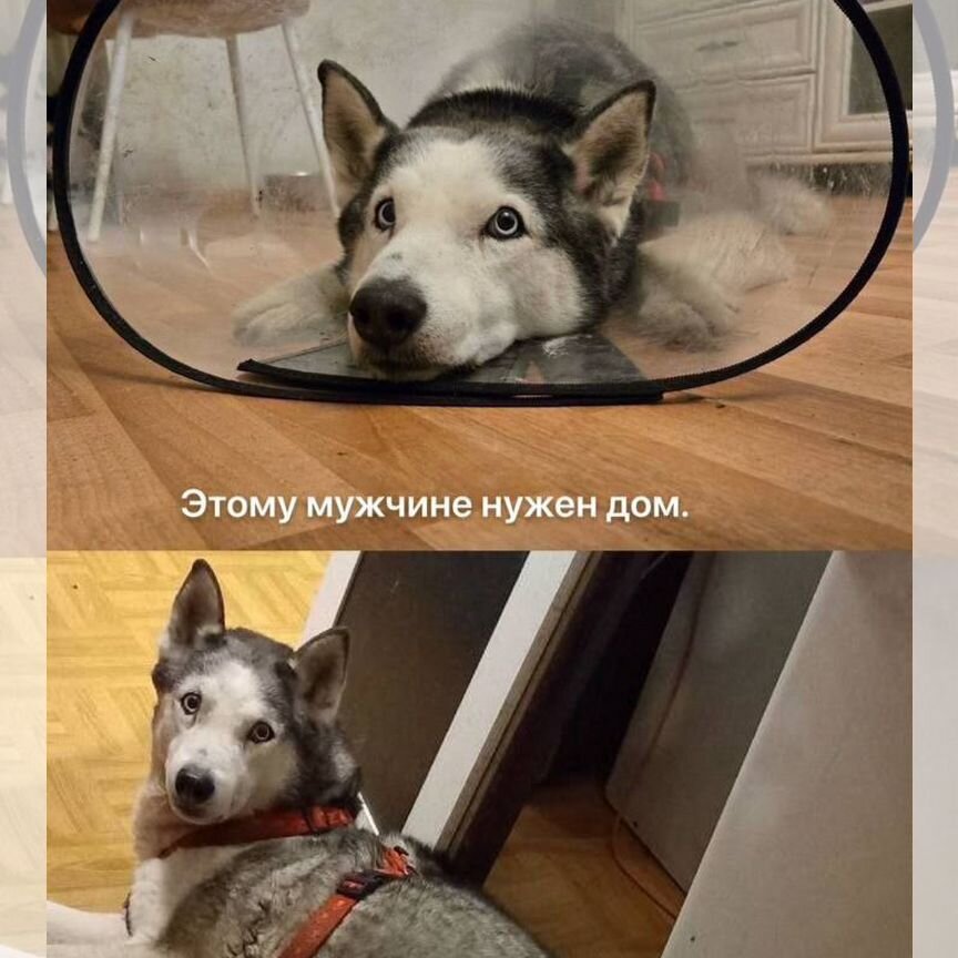 Сибирский хаски, взрослый пёс