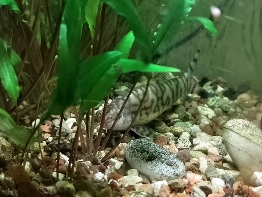 Боция мраморная