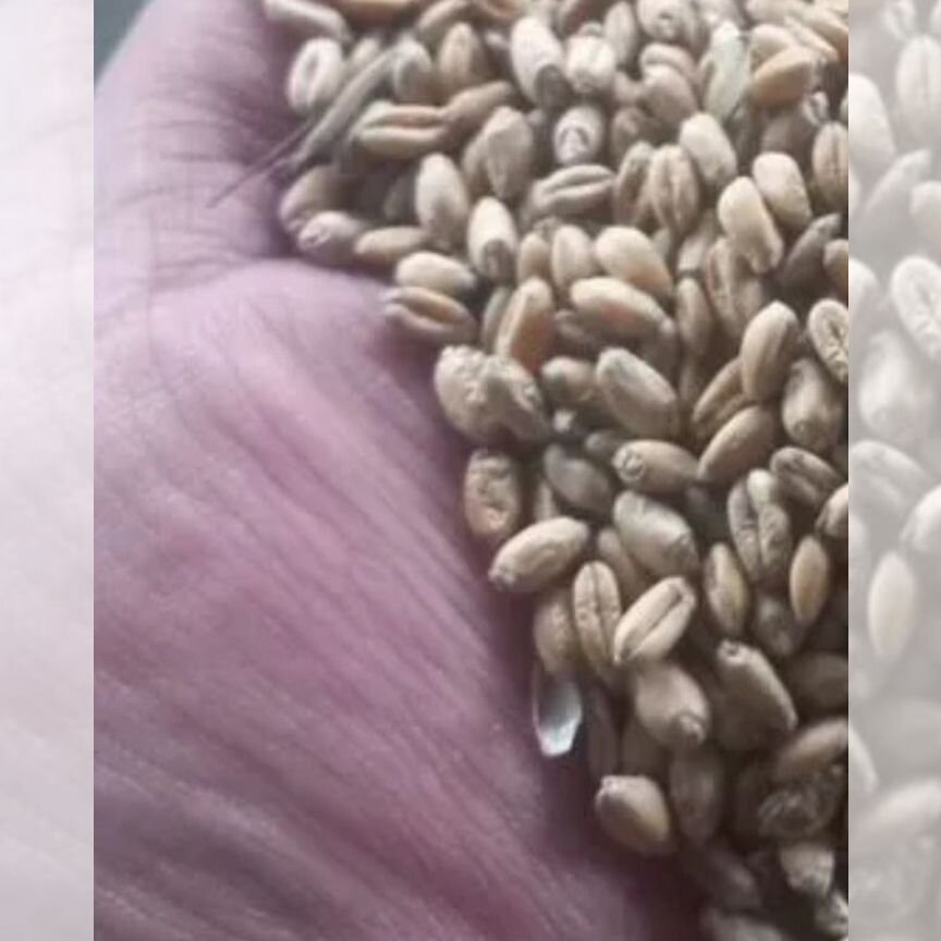 Ячмень, Пшеница зерно любое зерно пшеница ячмн