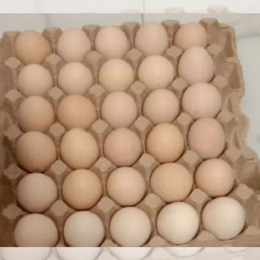 Инкубационное яйцо бройлера кобб 500