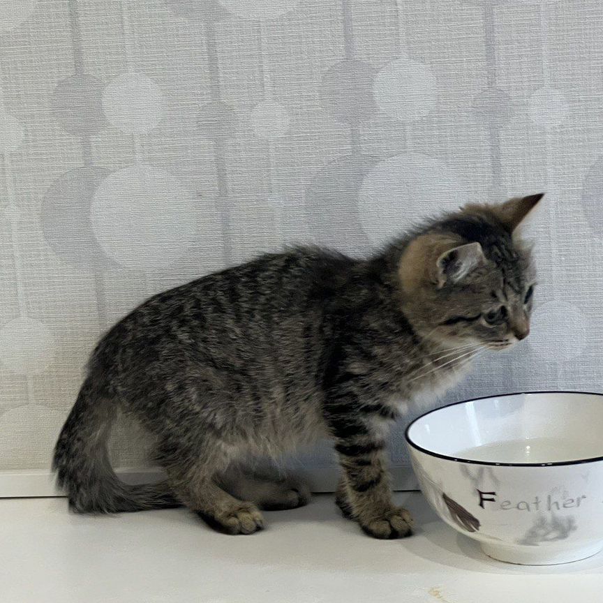 Котик, мальчик 2 мес. Бесплатно