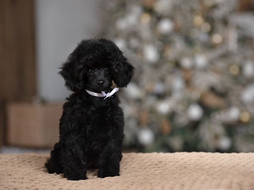 Щенок пуделя