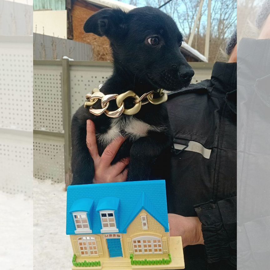 Щенок в добрые руки