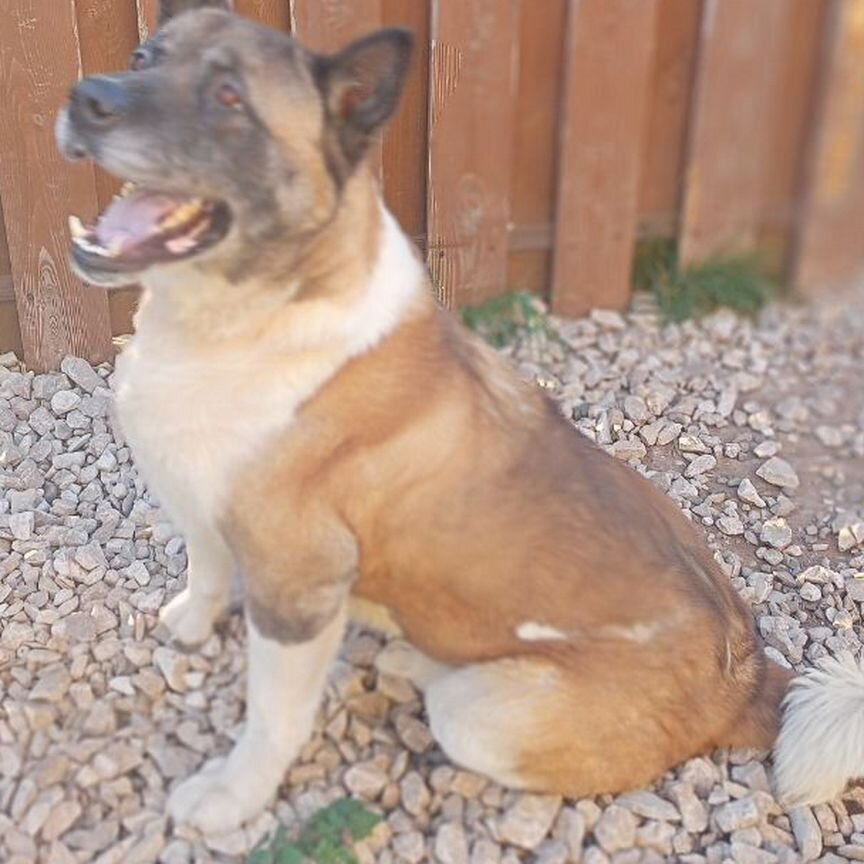 Американская акита, взрослый пёс