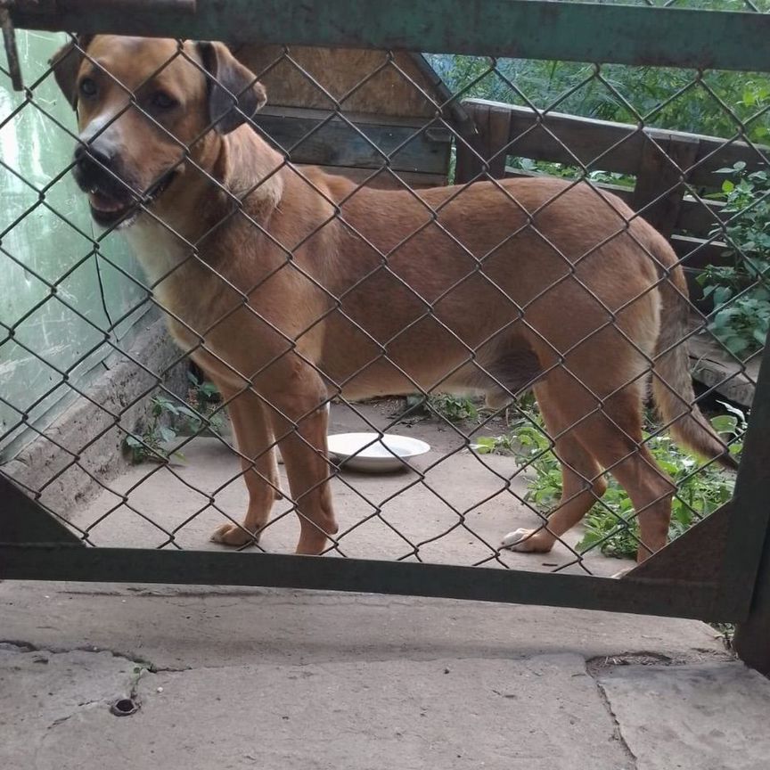 Собака под охрану