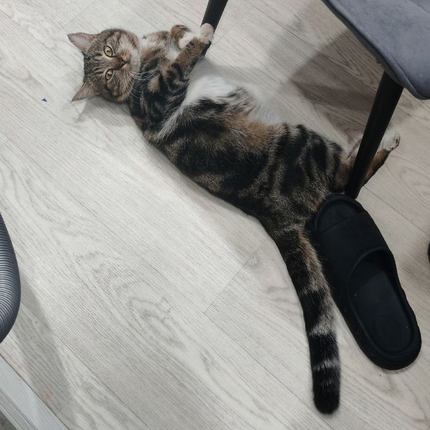 Взрослый кот в добрые руки