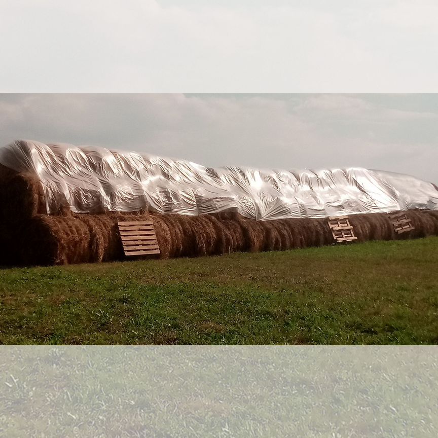 Продам сено в рулонах