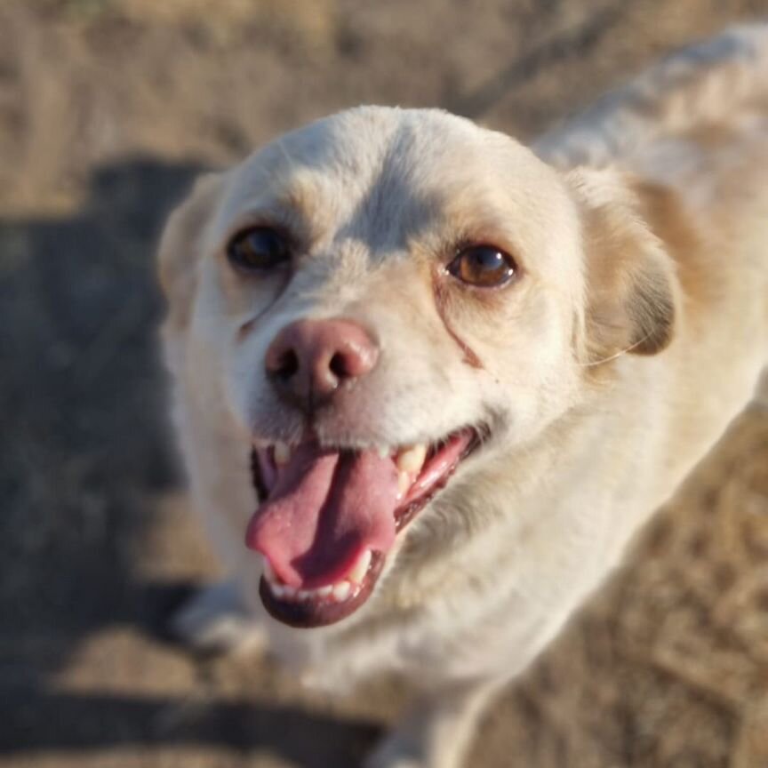 Маленькая собачка в добрые руки