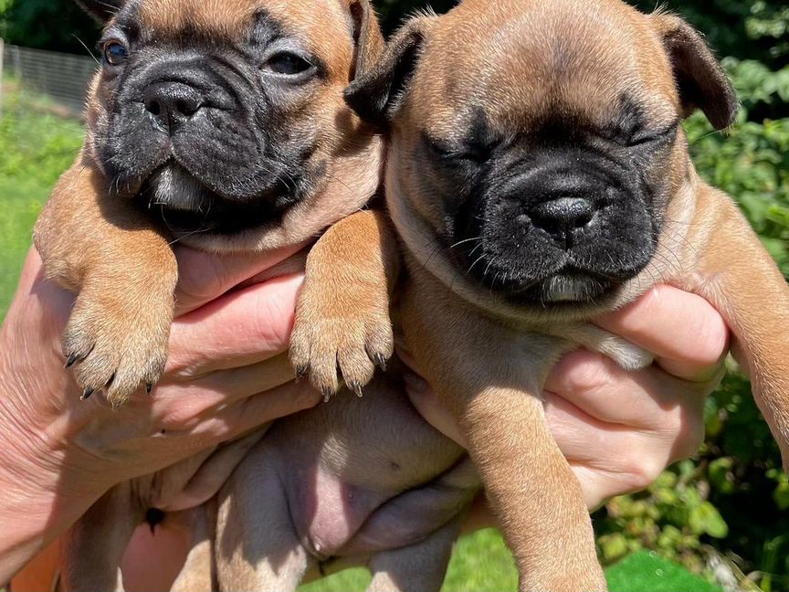 Французский бульдог щенки РКФ