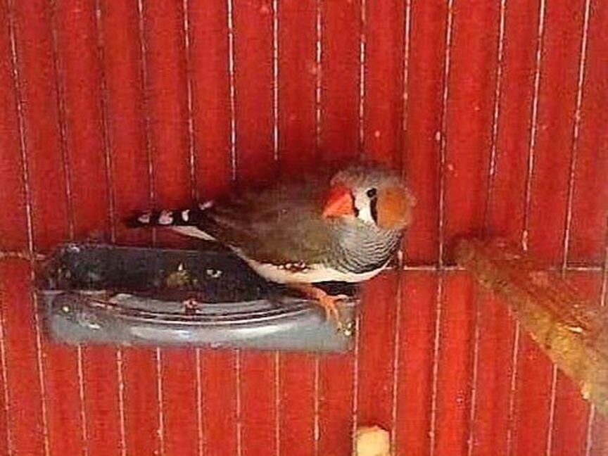 Амадин мальчик с клеткой