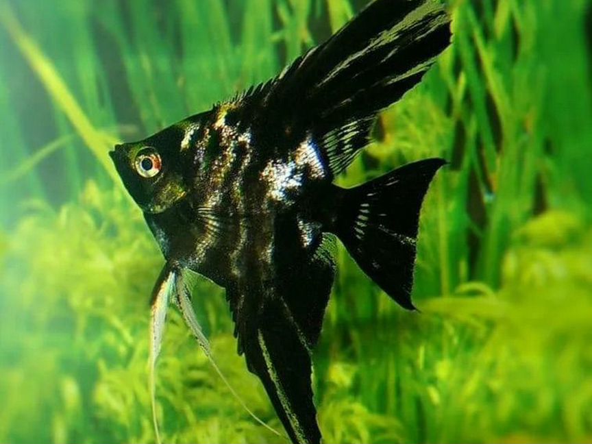 Скалярия в ассортименте