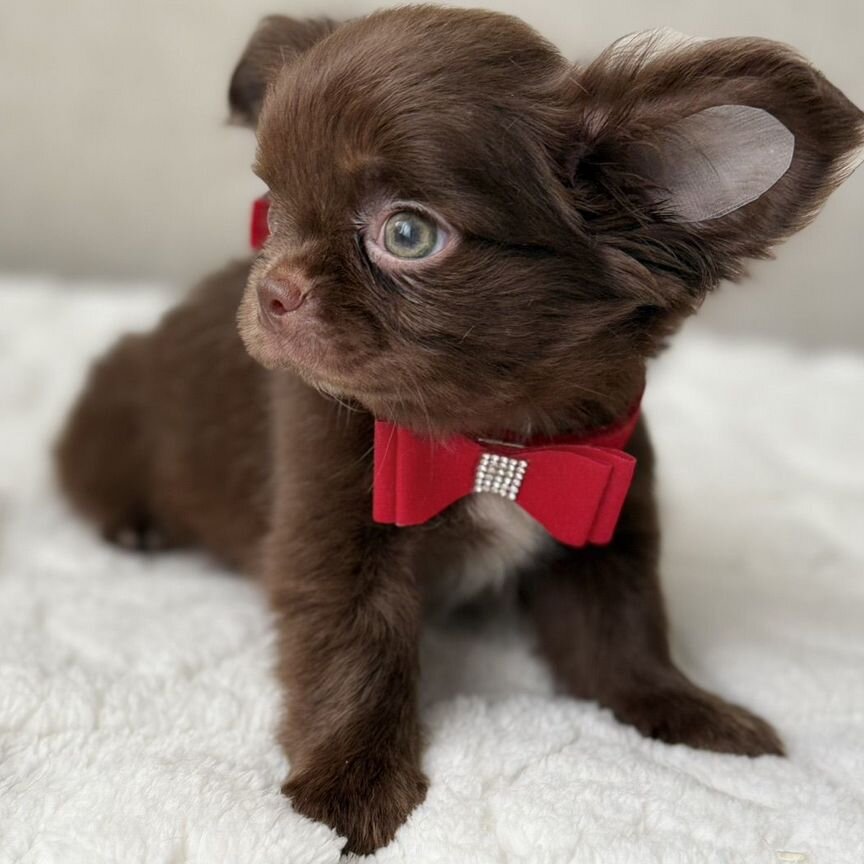 Шоколадный пряничек