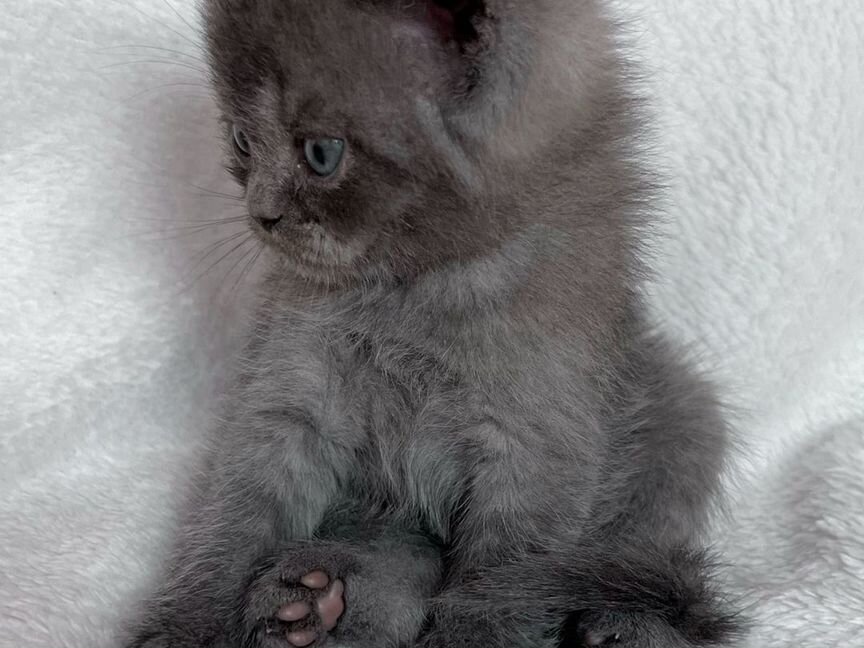 Шотландский голубой котенок