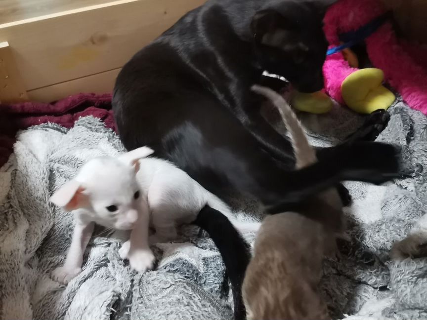 Котята ориенталы