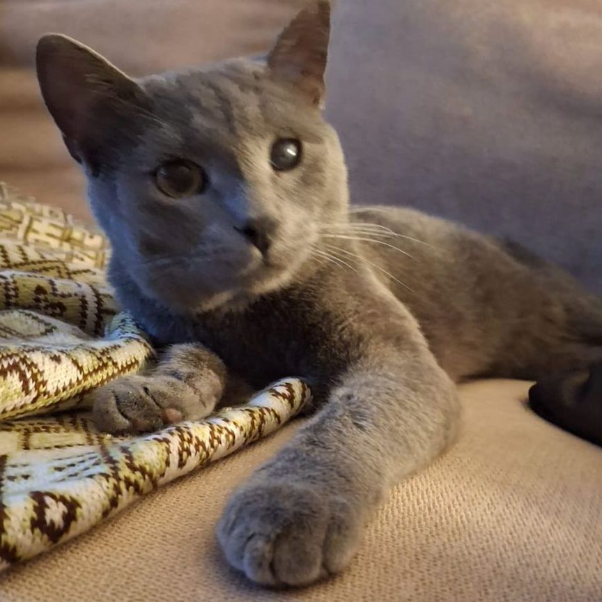 Котик Гара