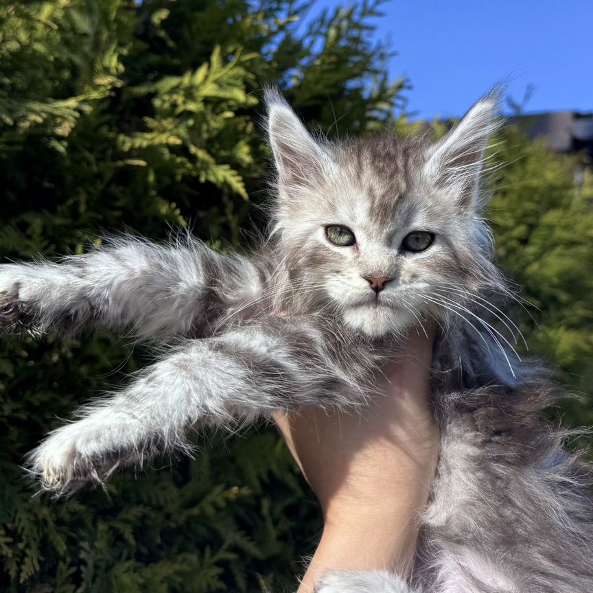Мейн-кун котёнок