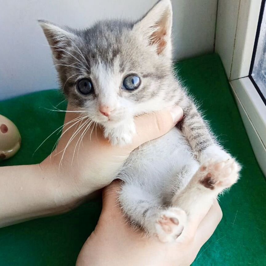 Котята девочки ищут дом