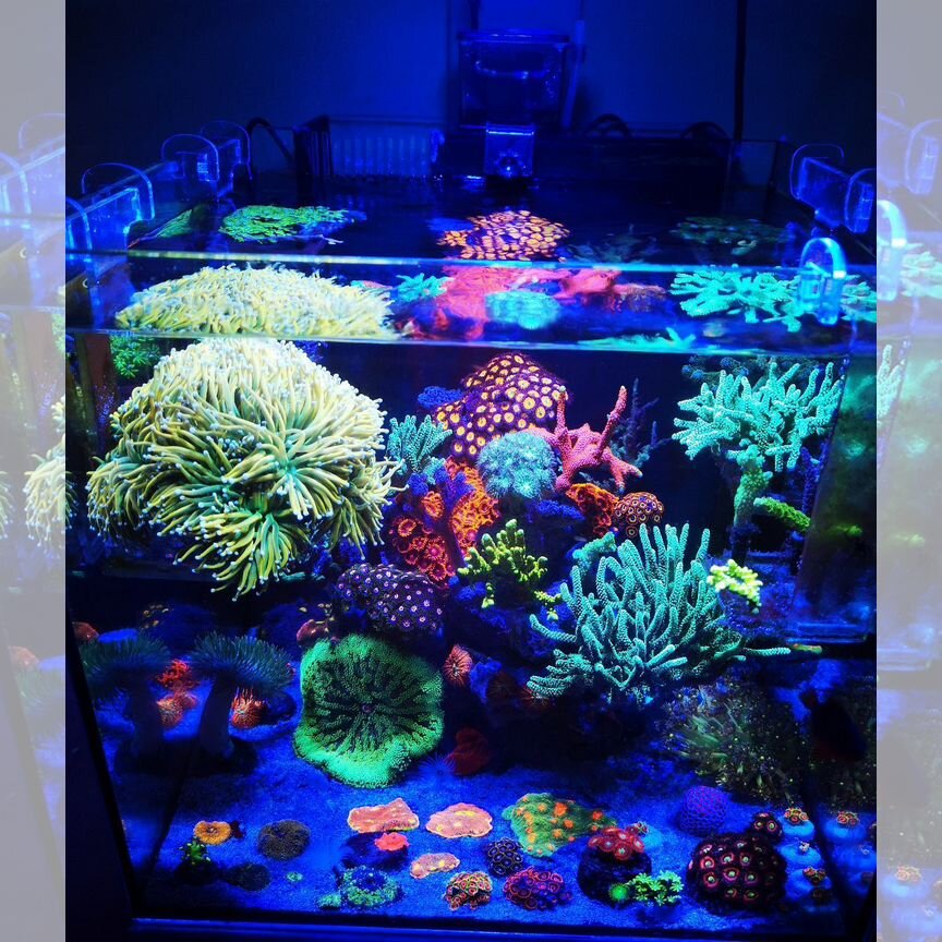 Кораллы для морского аквариума