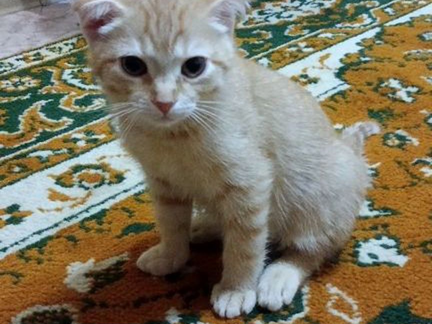 Отдадим котят в добрые руки 2 мальчика,1 девочка