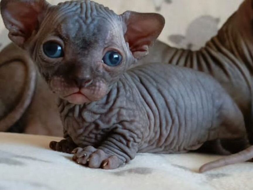 Канадский сфинкс