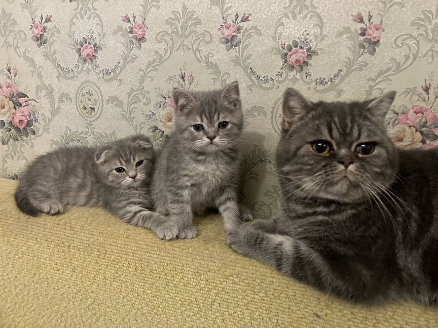Британские котята