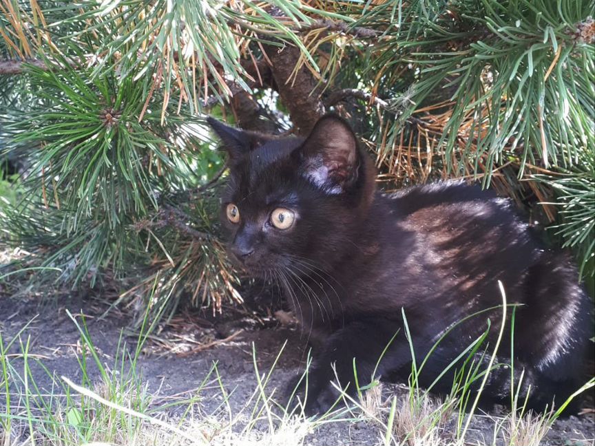 Котенок (котик)