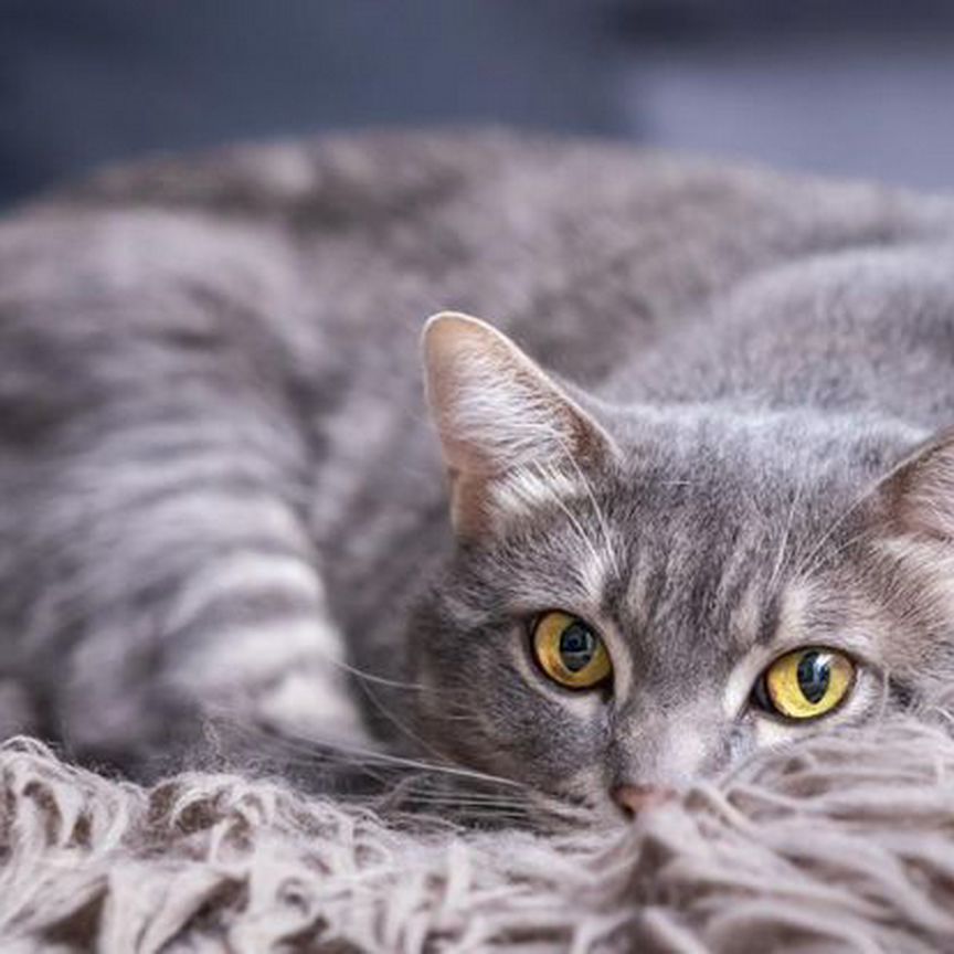 20 кошек вот-вот окажутся на улице