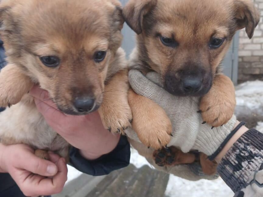 Собака в добрые руки, приют