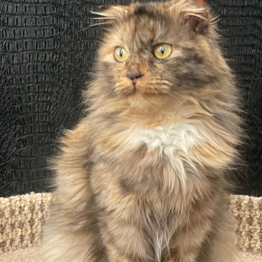 Кошка вислоухая