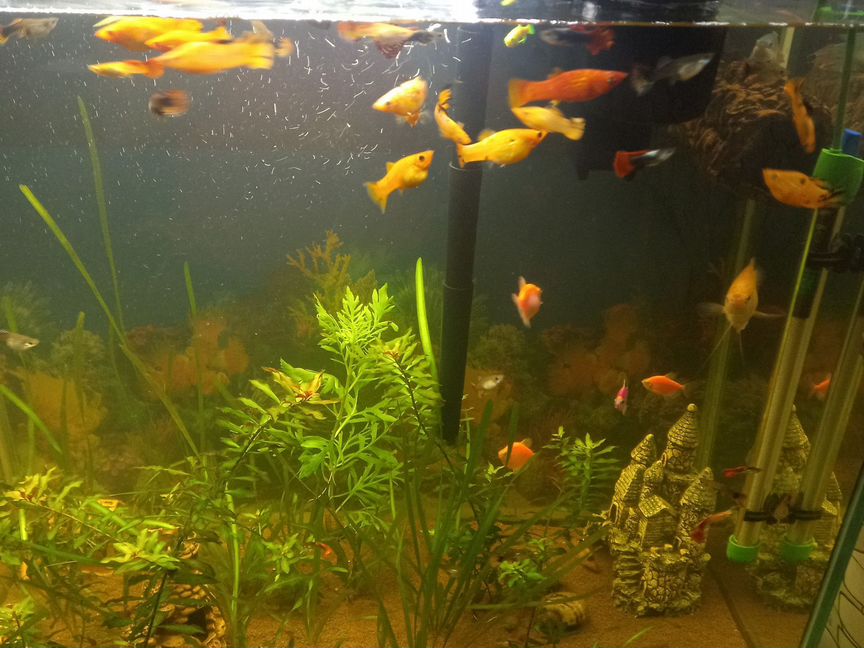 Аквариум