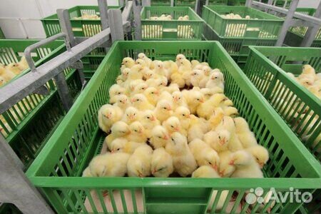 Суточные цыплята Кобб-500