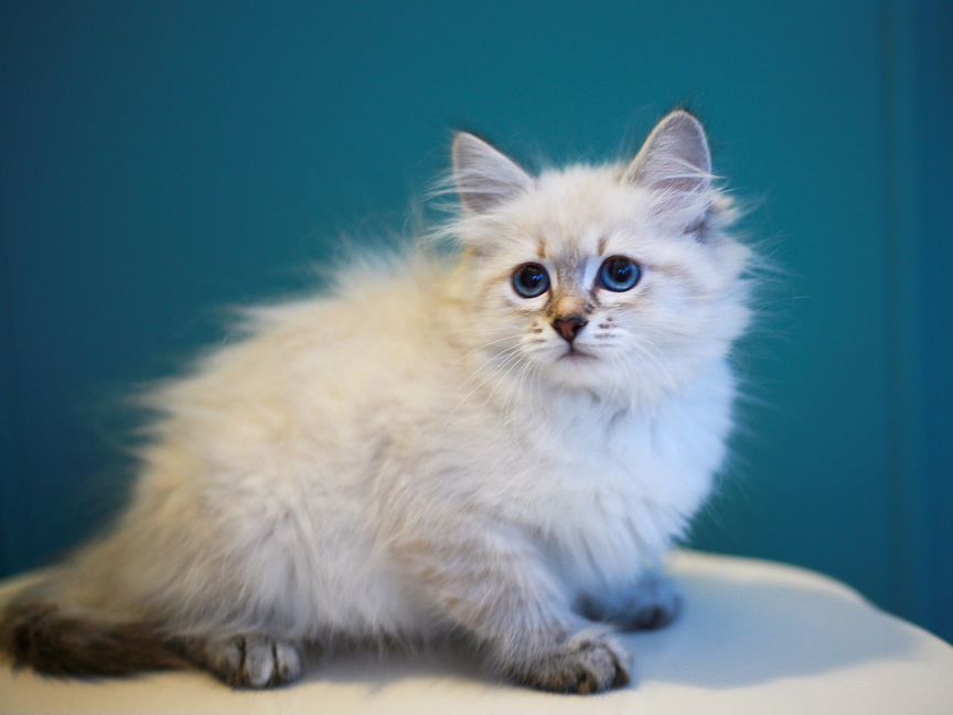 Невская кошка 1