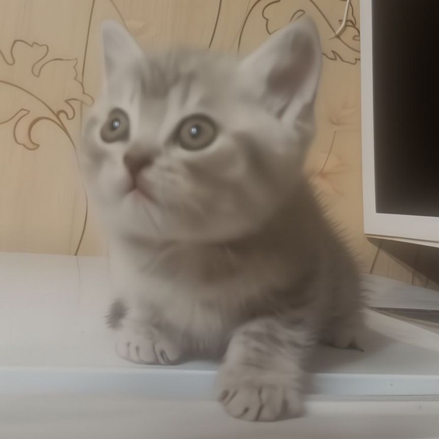 Британский короткошёрстный котёнок