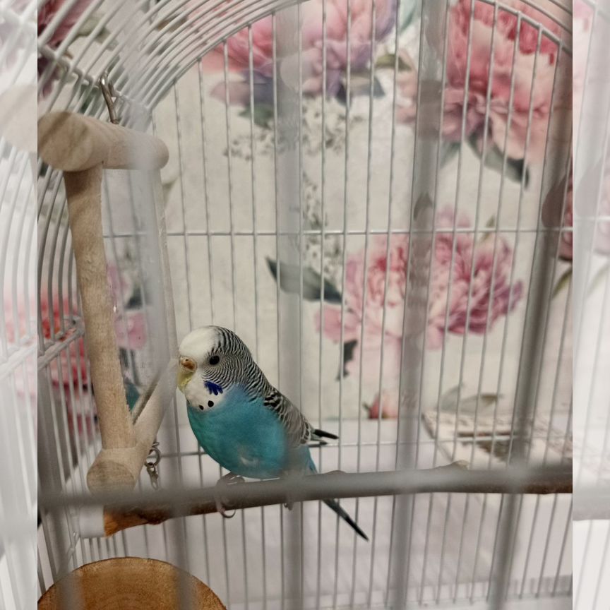 Волнистый попугай с клеткой