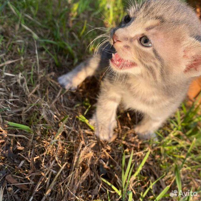 Котенок кошки сибирский табби