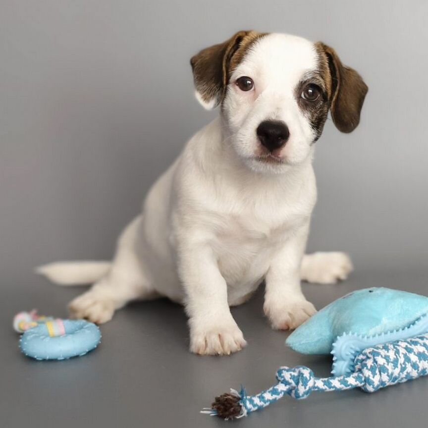 Джек-рассел-терьер, щенок