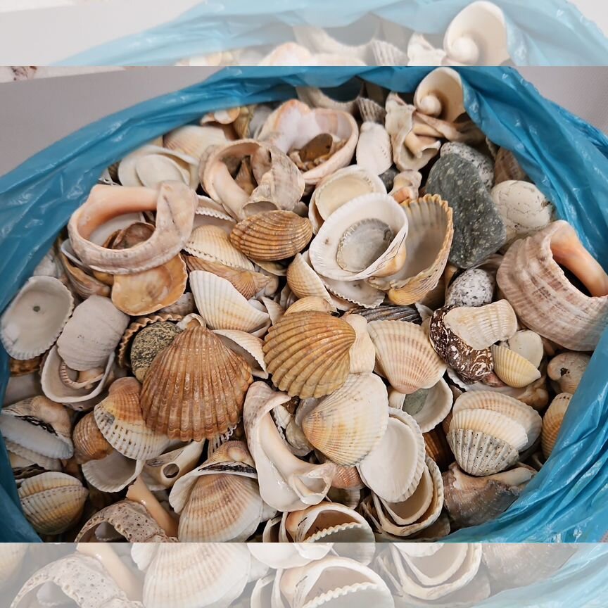 Морские ракушки раковины