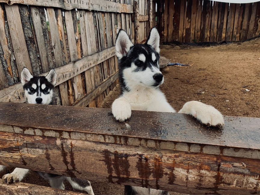 Щенки сибирской хаски