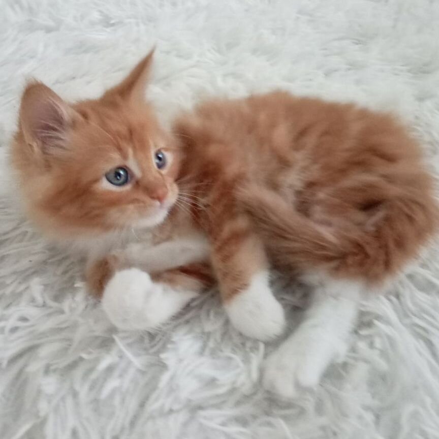Мейн-кун котёнок