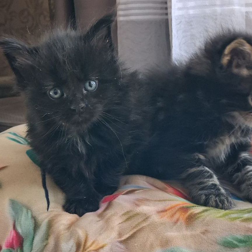 Мейн-кун котёнок