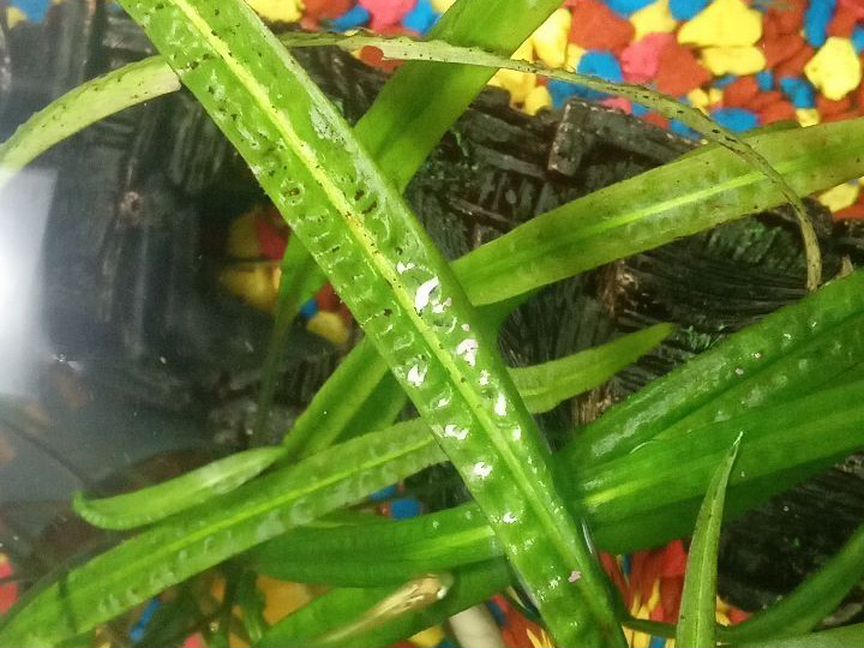 Подростки гуппи